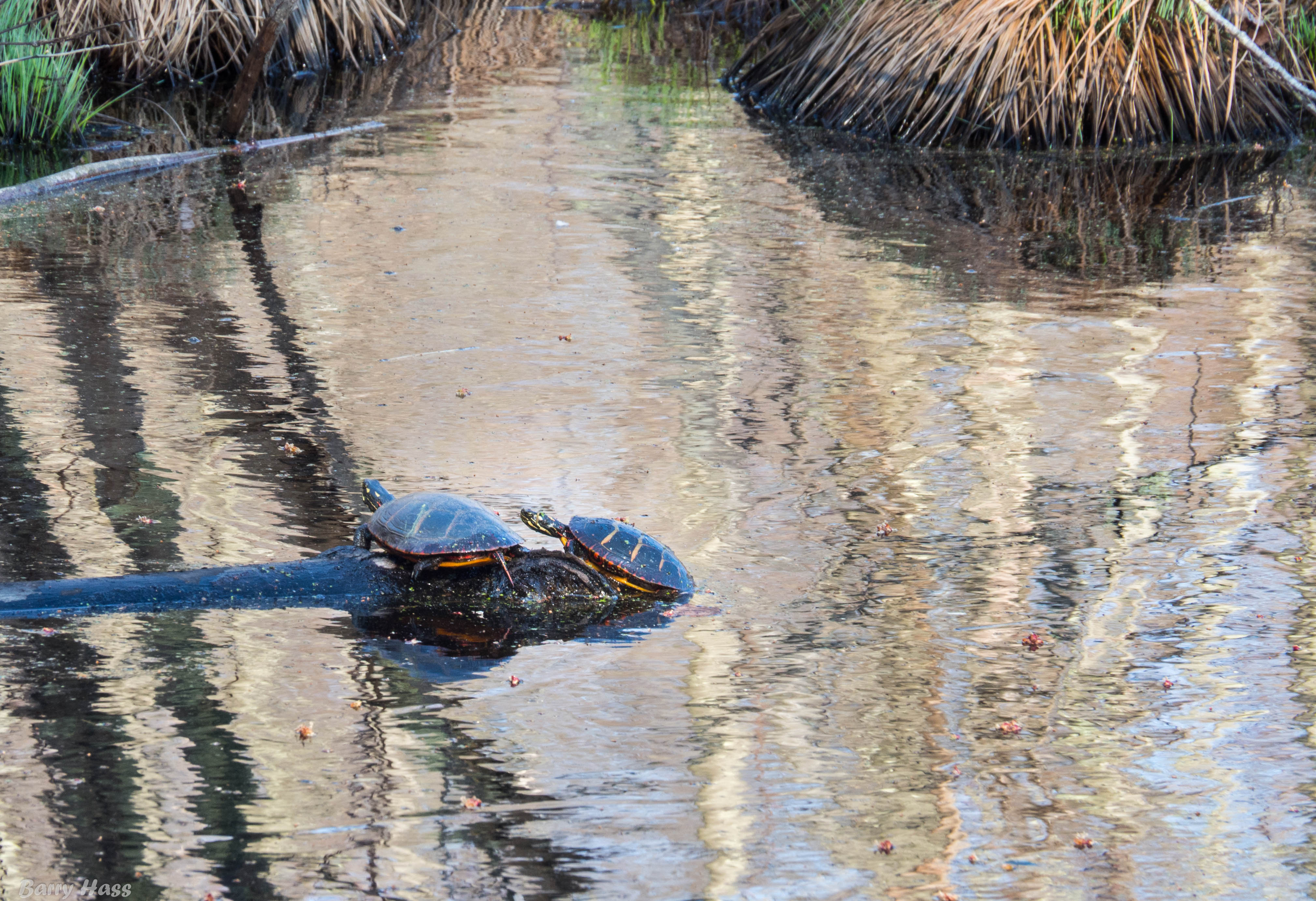 Painted Turtles – Photos by Barry Hass