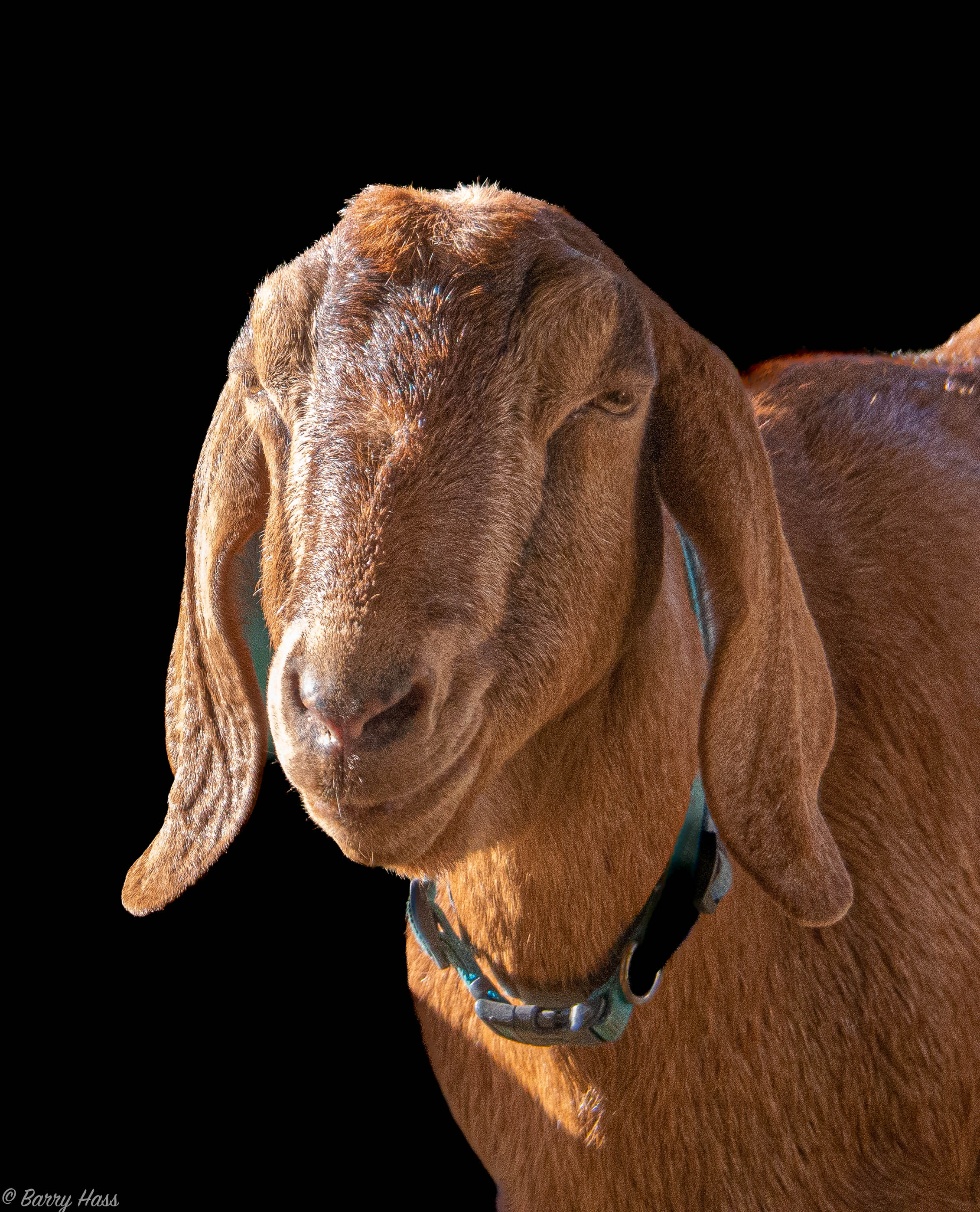 Farm Faces – Photos by Barry Hass