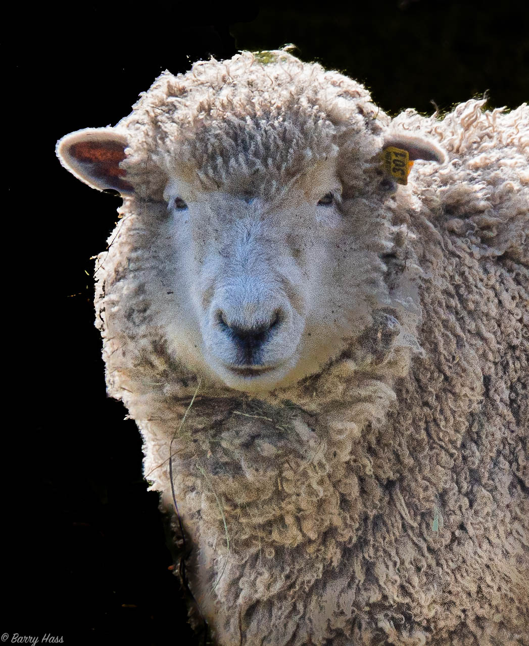 Farm Faces – Photos by Barry Hass