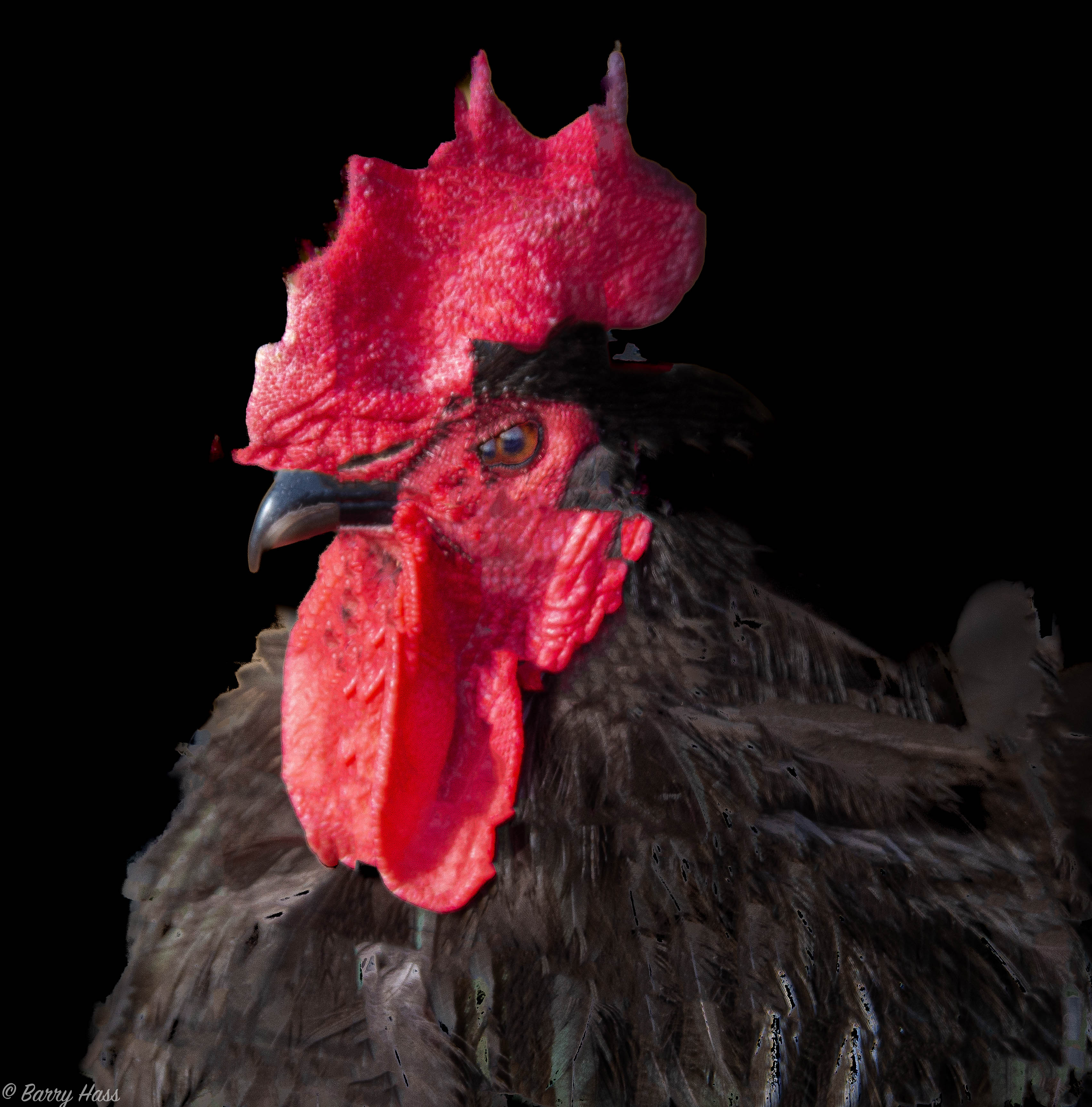 Farm Faces – Photos by Barry Hass
