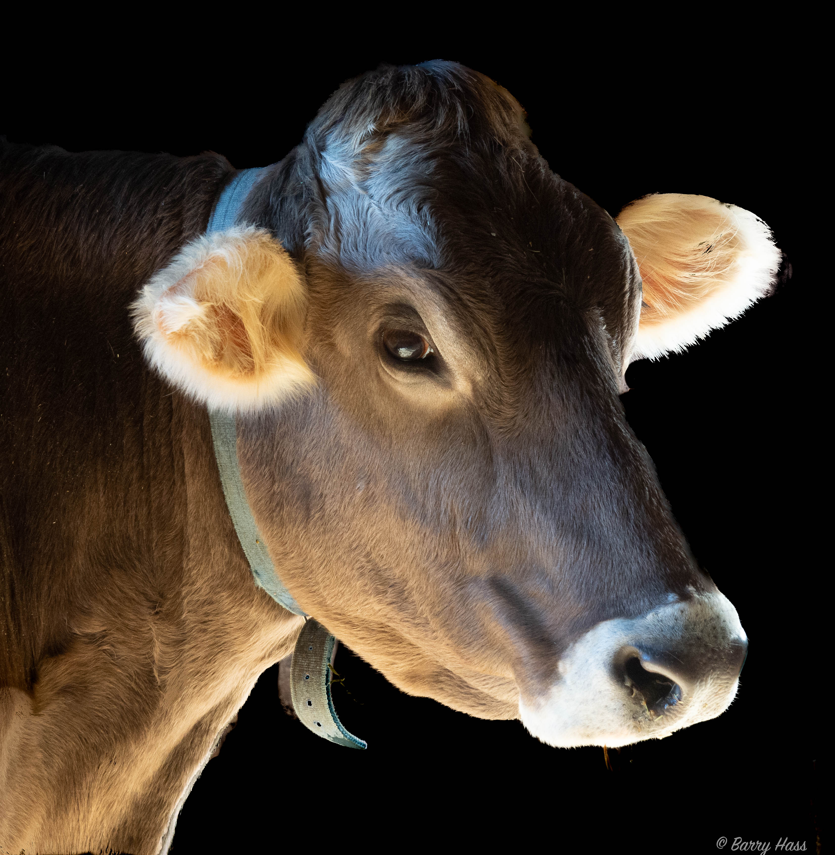 Farm Faces – Photos by Barry Hass