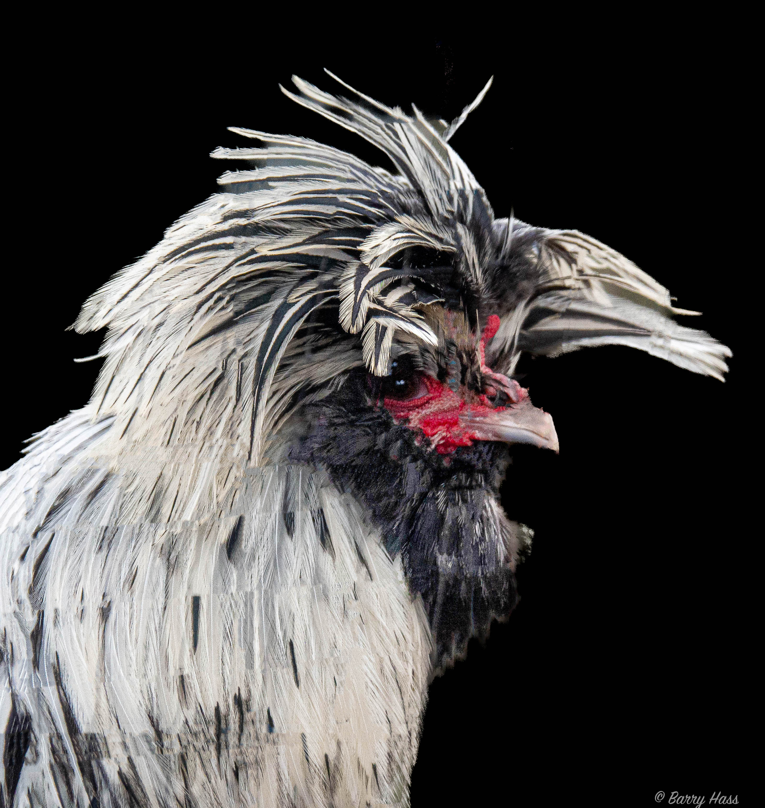 Farm Faces – Photos by Barry Hass