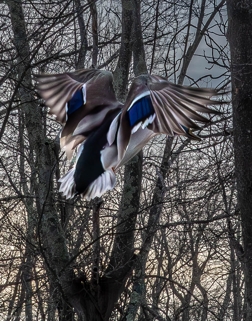 Duck in Flight – Photos by Barry Hass