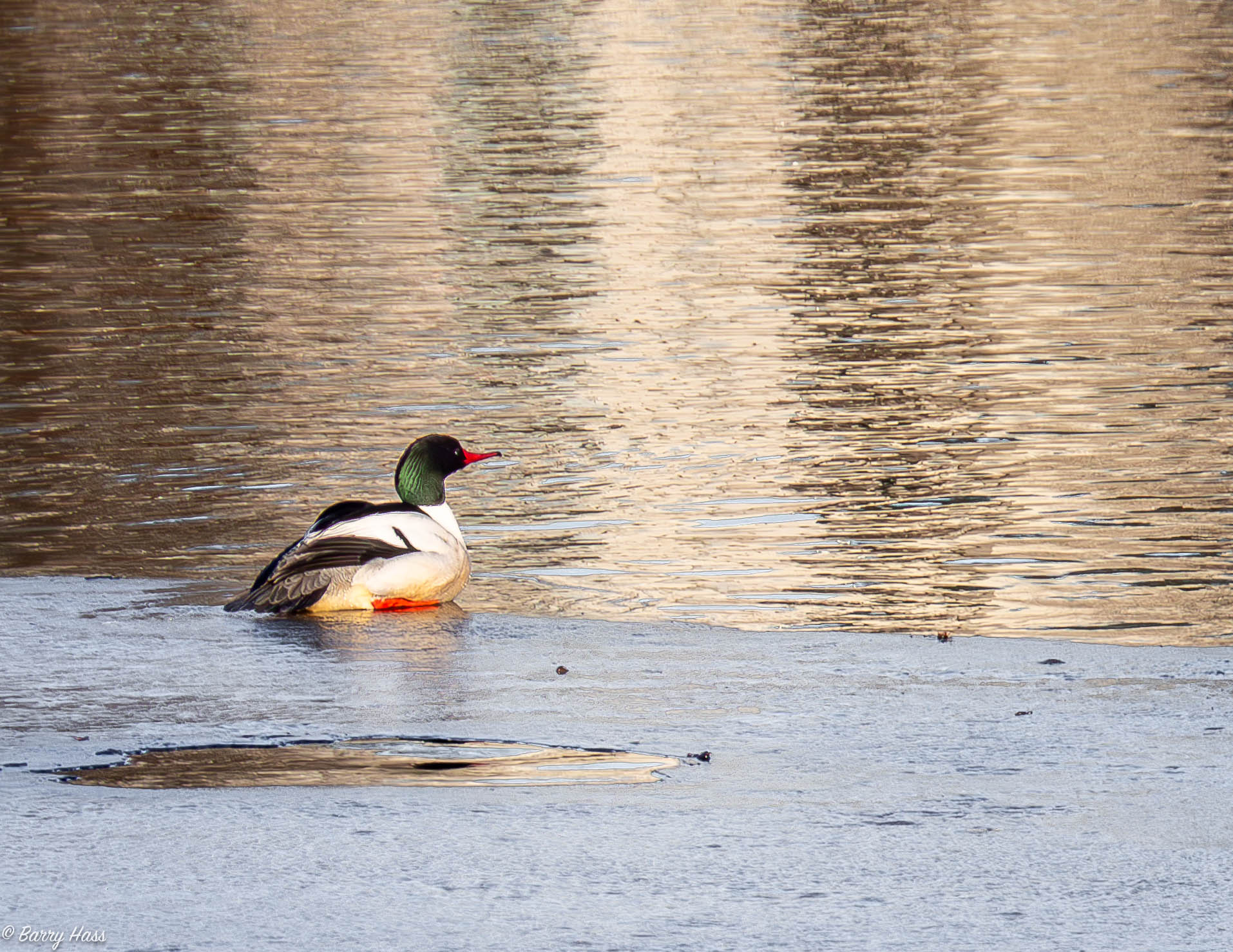 Duck on Ice – Photos by Barry Hass