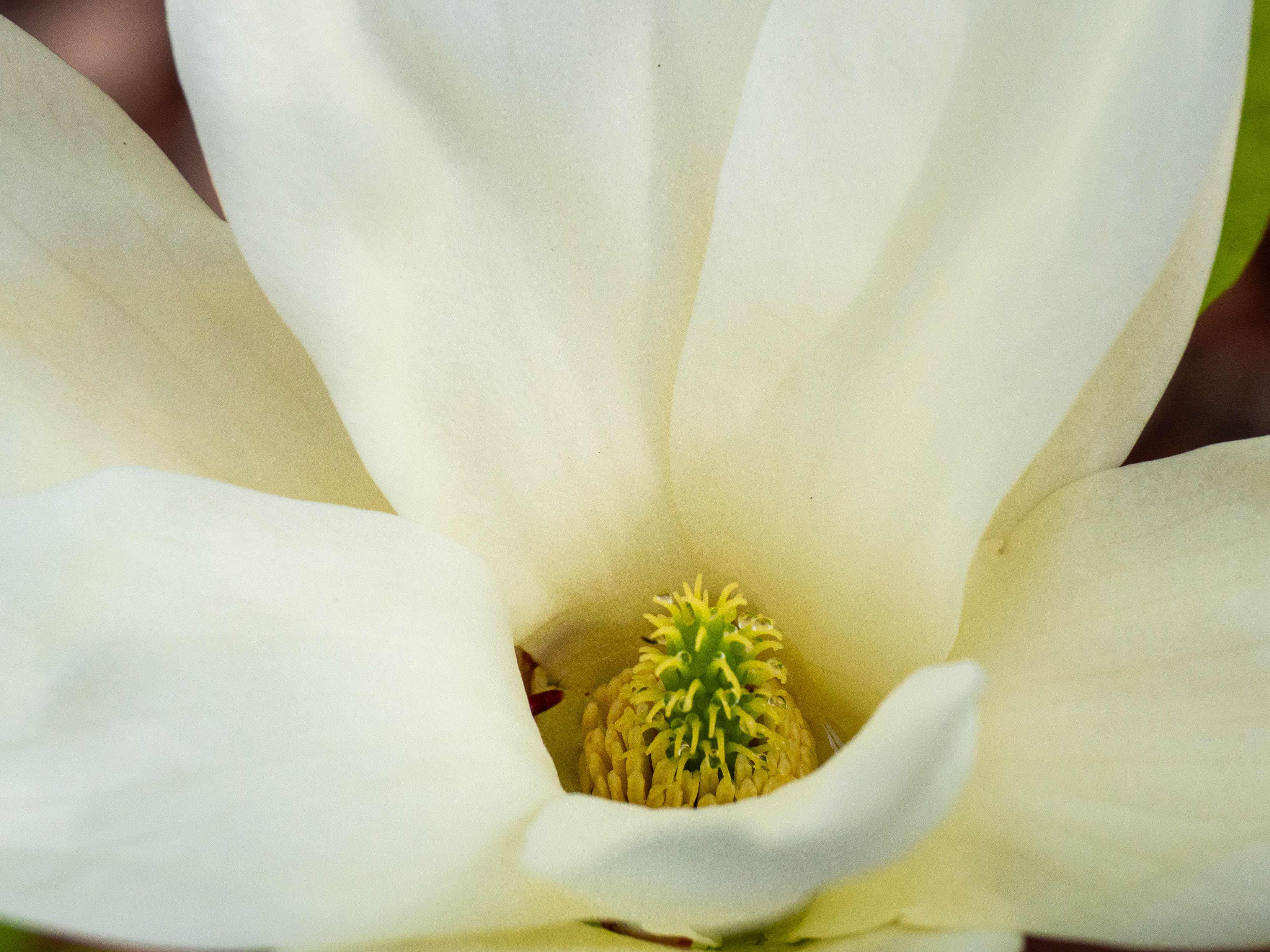 A Spring Afternoon at the Arnold Arboretum – Photos by Barry Hass